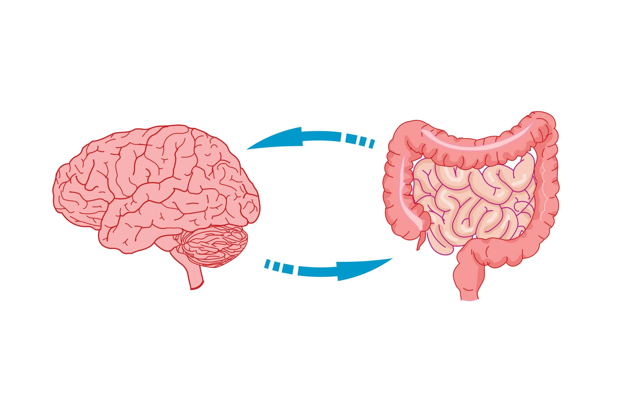 ¿Qué Sabemos del Eje Microbiota-intestino-cerebro? - Bifidice